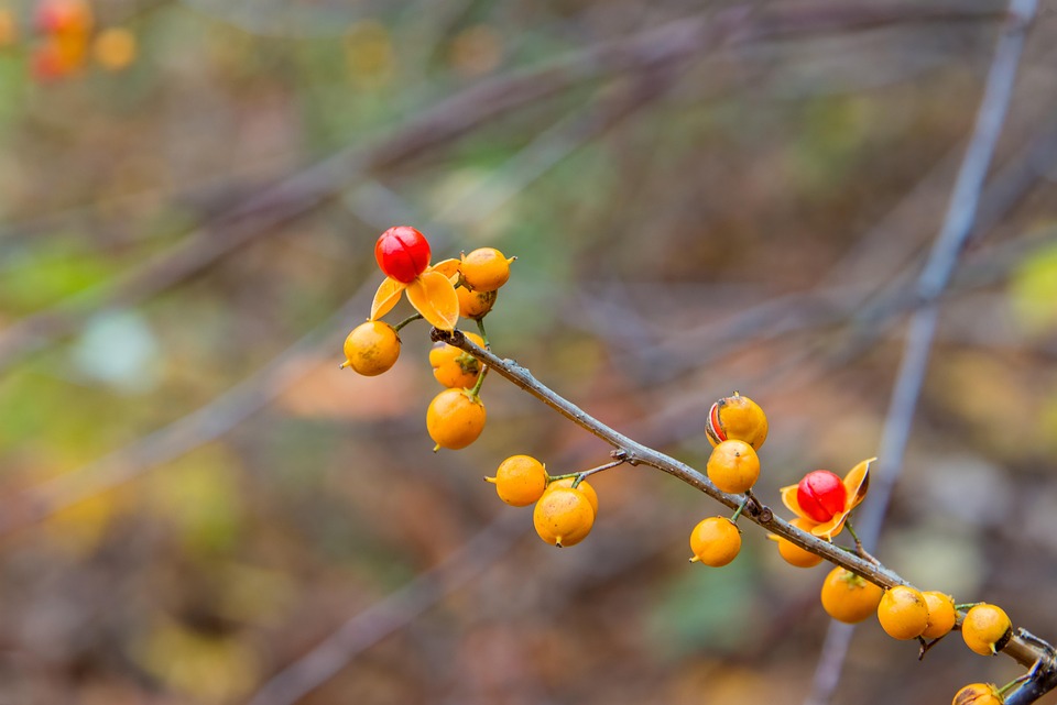 Winter Berries Fruits Tree - Free photo on Pixabay - Pixabay
