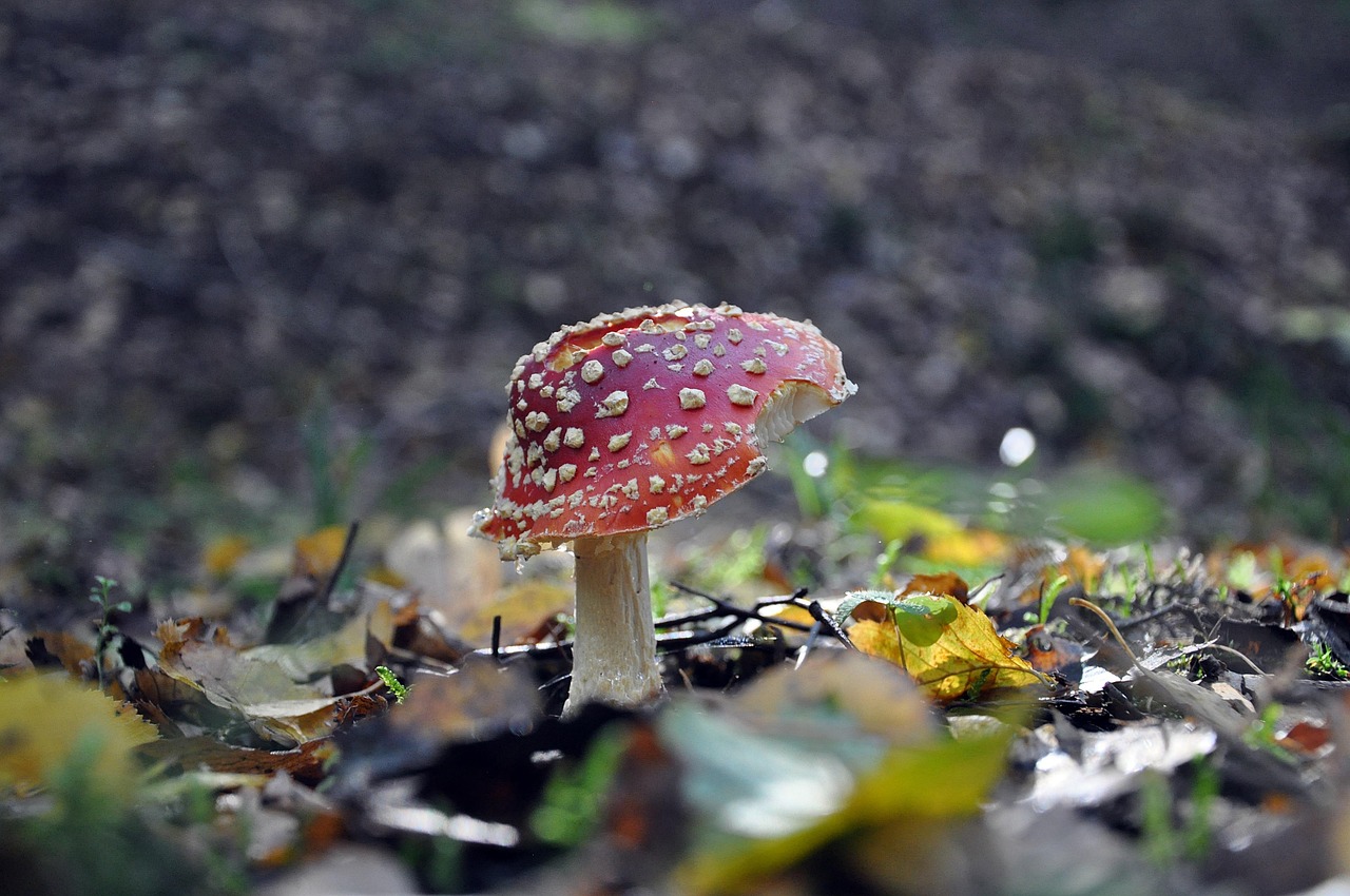 Toadstool Fly Agaric Mushroom - Free photo on Pixabay