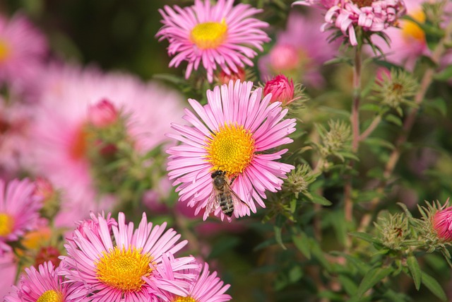 Flowers Bee Pollination Pink - Free photo on Pixabay - Pixabay