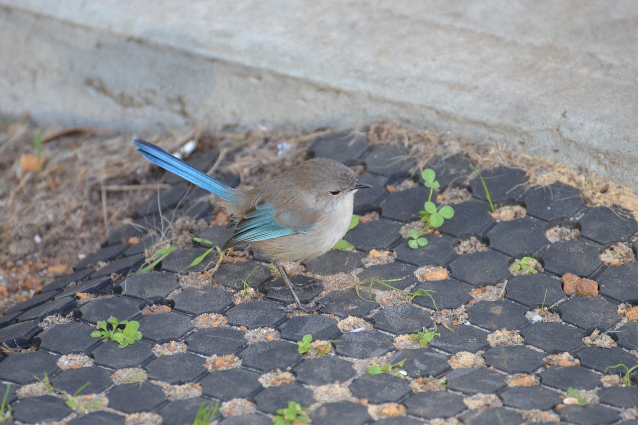 Splendid Fairy Wren Bird Animal - Free photo on Pixabay