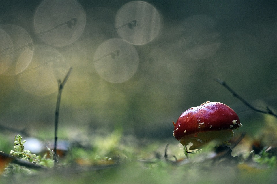 Champignon Rouge - Photo gratuite sur Pixabay