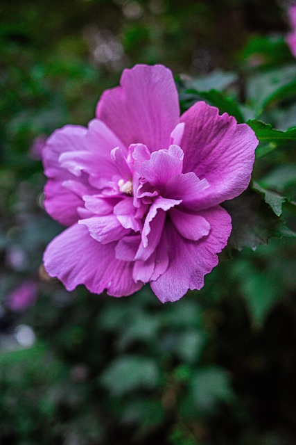 Flower Plant Paeonia - Free photo on Pixabay