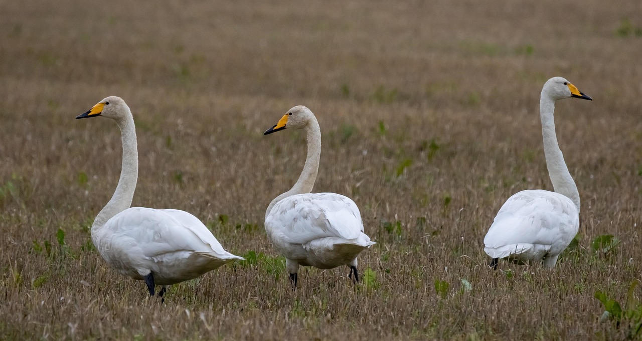 Whooper Swans Birds - Free photo on Pixabay