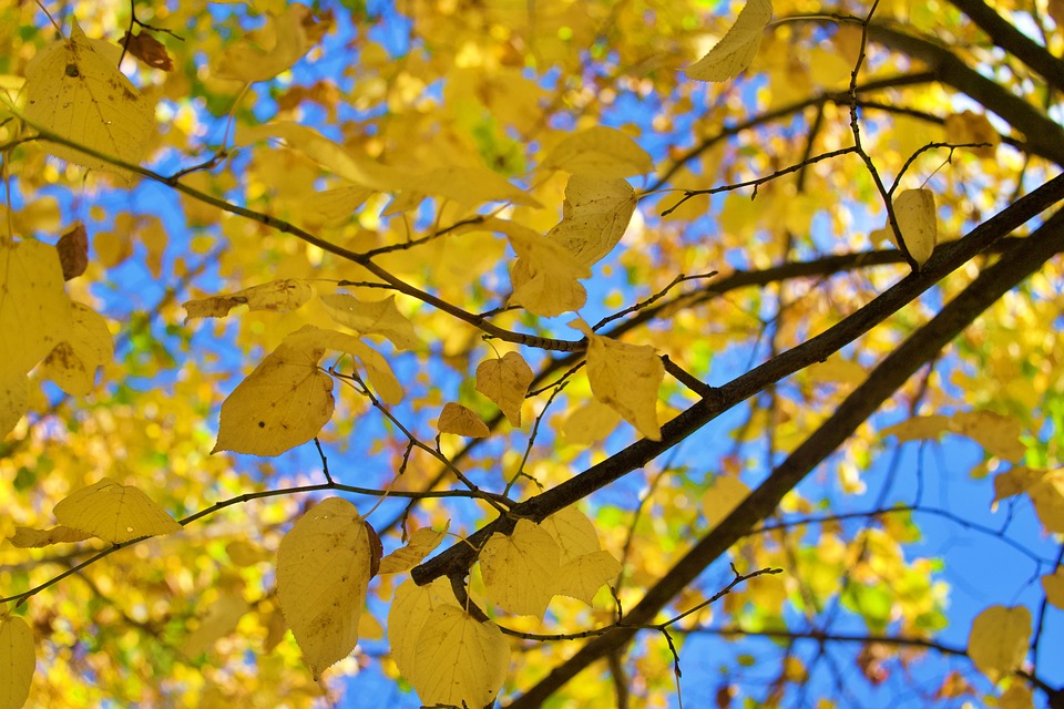 Leaves Foliage Lime Tree - Free photo on Pixabay