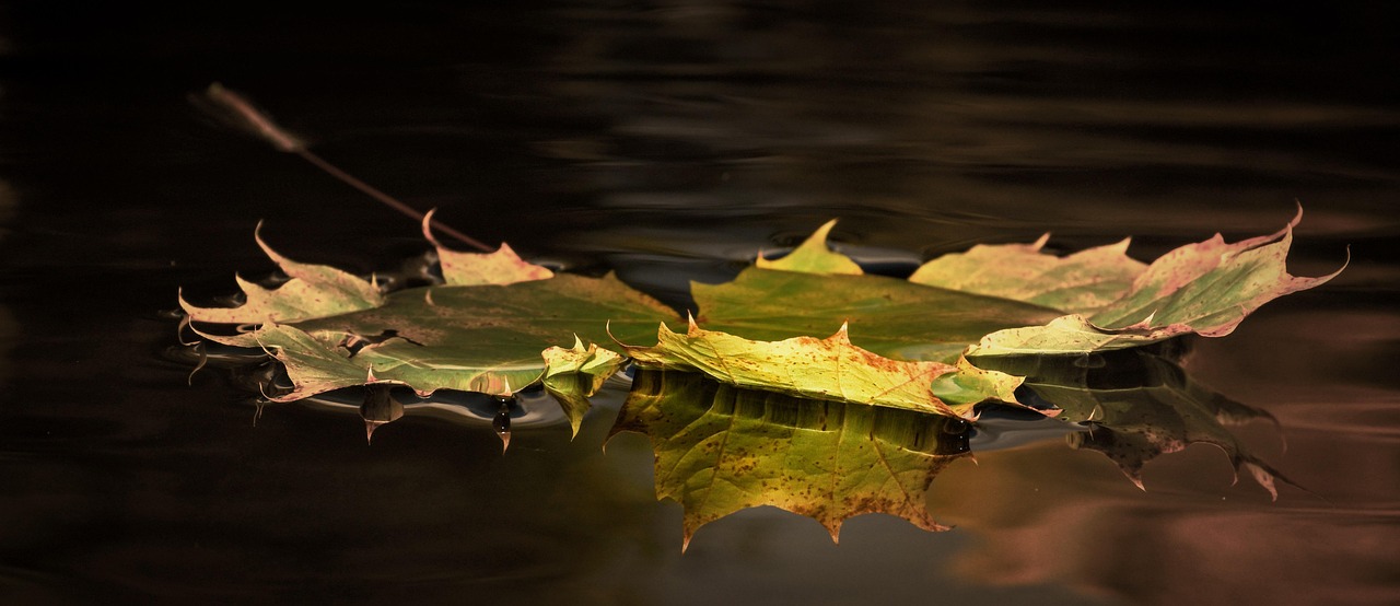 Leaves Maple Floating - Free photo on Pixabay