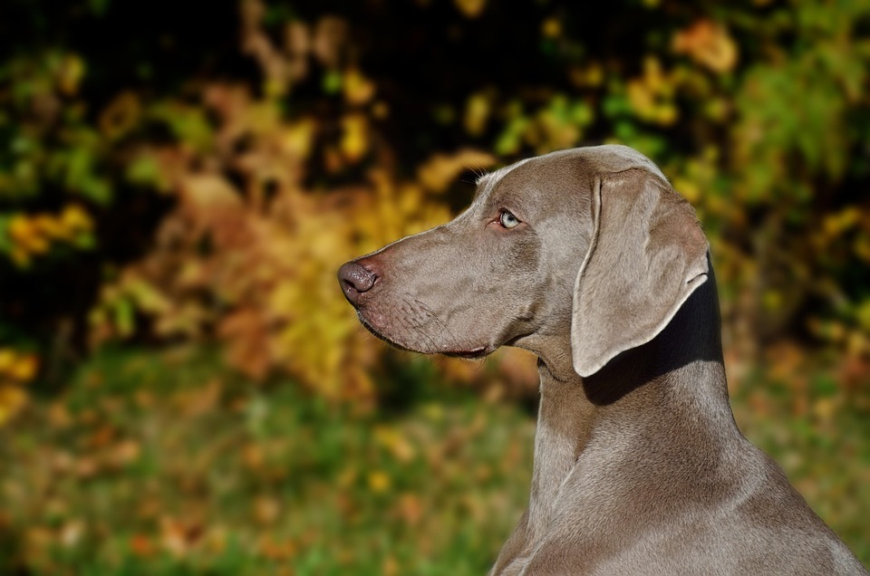 Dog Weimaraner Outdoors - Free photo on Pixabay - Pixabay