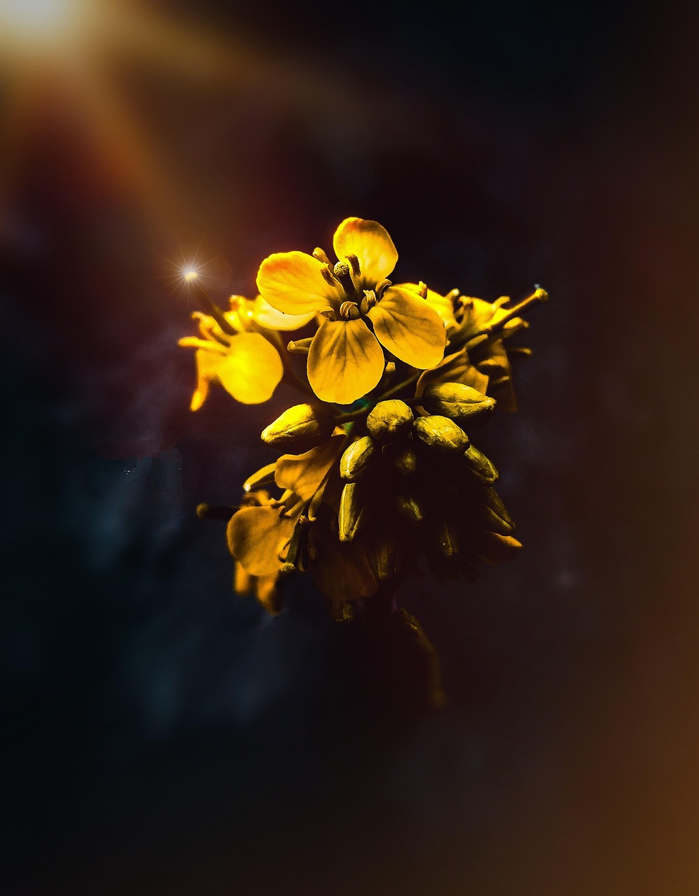 50,000+ Free Mustard Plant & Nature Images - Pixabay