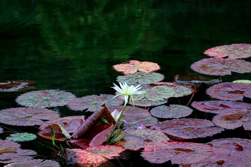 Lirio De Agua Lotus Flor Planta - Foto gratis en Pixabay - Pixabay