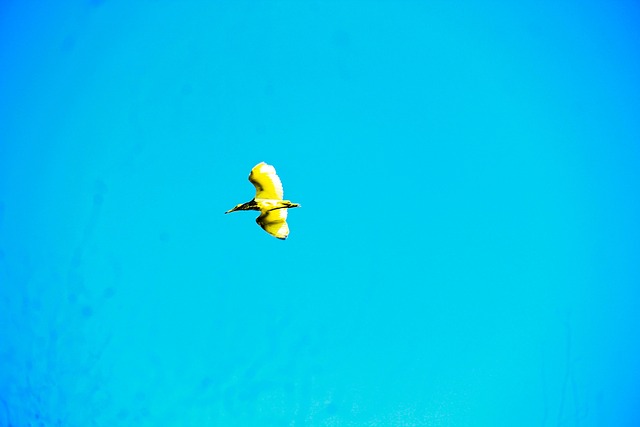 Cánh Chim Lạc - Free photo on Pixabay - Pixabay