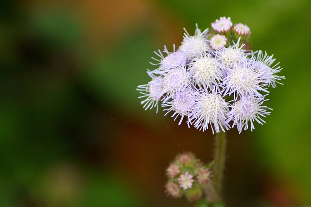 Alam Bunga-Bunga Kecil - Foto gratis di Pixabay - Pixabay