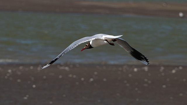 Möwe Fliegen Liebling - Kostenloses Foto auf Pixabay - Pixabay