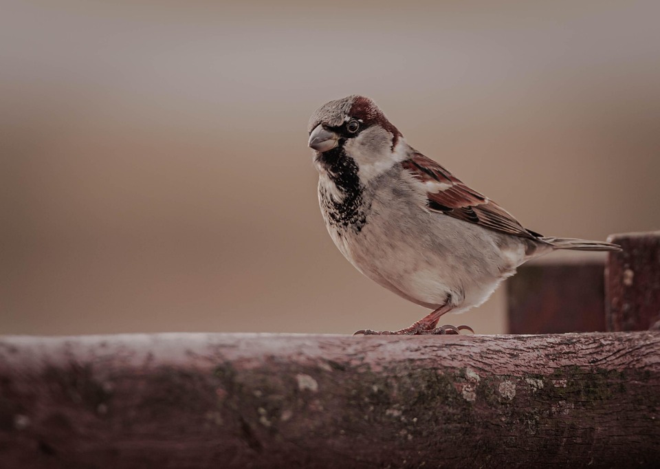 Sparrow Birds Ornithology - Free photo on Pixabay