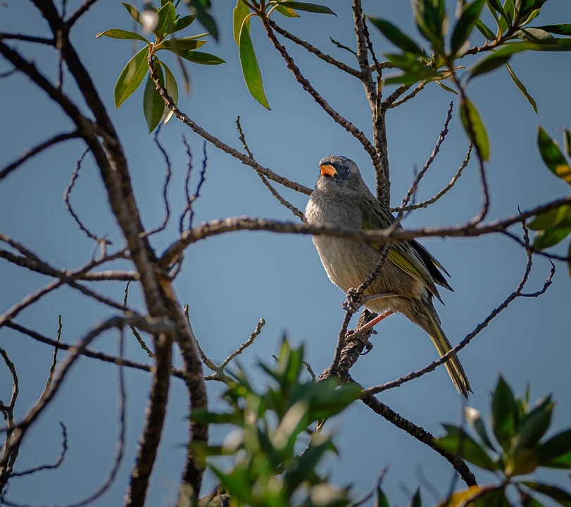 Ortolan Doninha De Cauda Pássaros - Foto gratuita no Pixabay