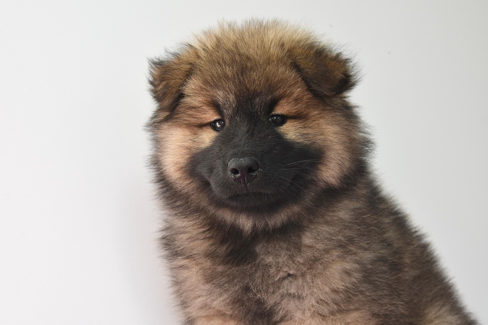 Eurasier Puppy Dog Young - Free photo on Pixabay