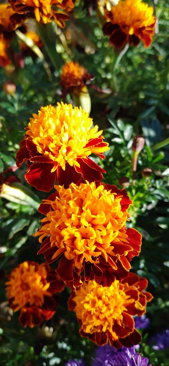 Flowers Spring Nature - Free photo on Pixabay - Pixabay