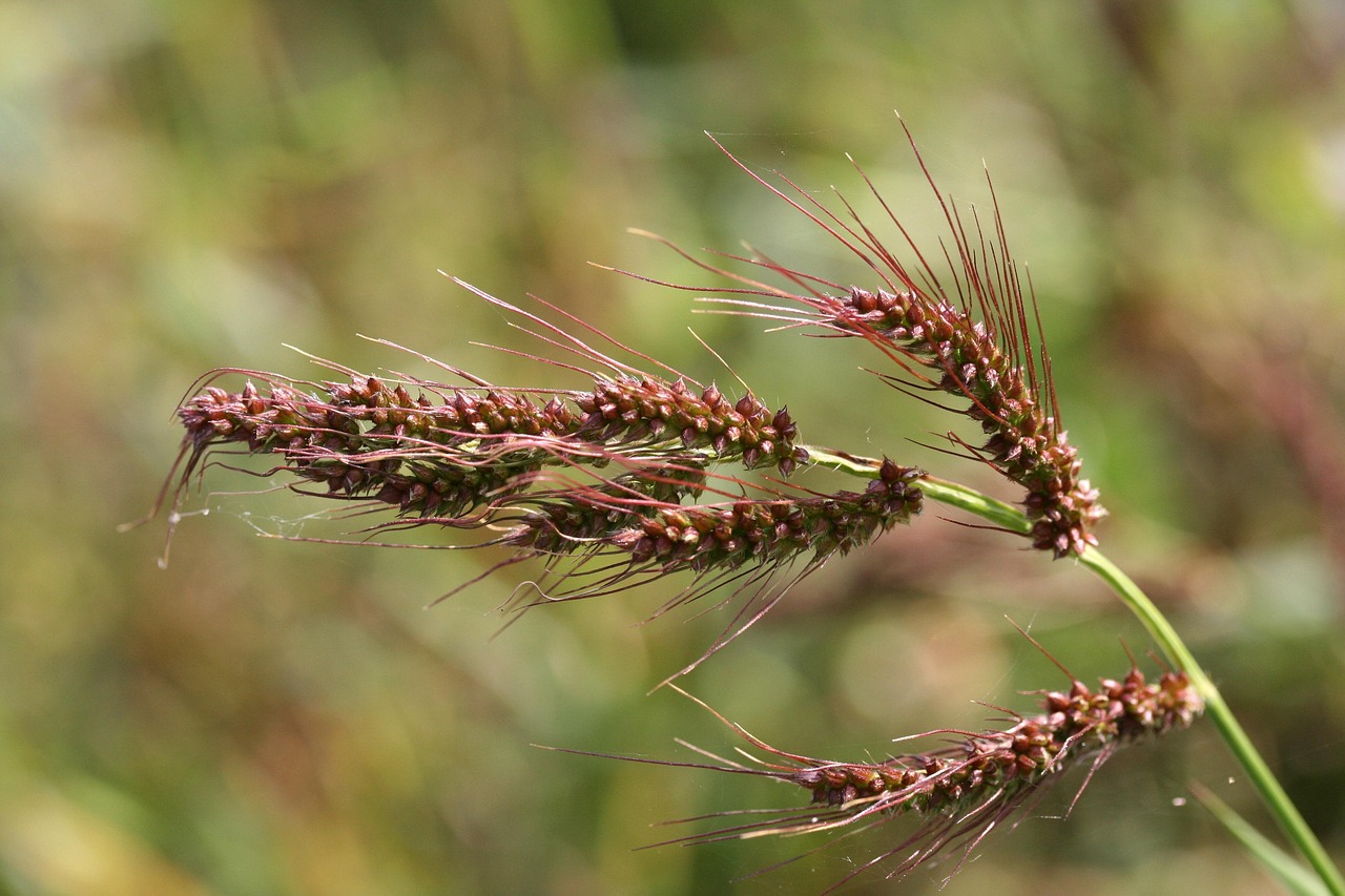 100+ Free Millets & Pearl Millet Images - Pixabay