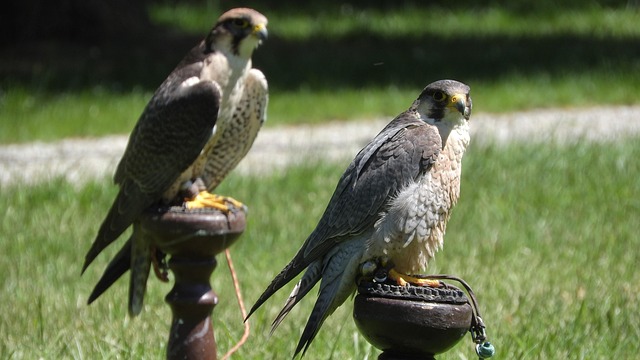 Kestrel Birds Animals Wild - Free photo on Pixabay