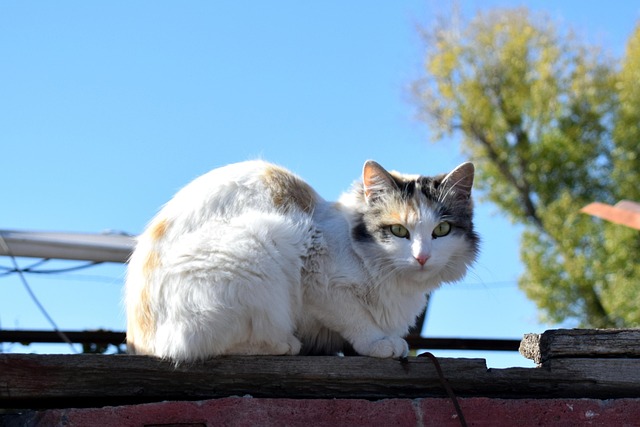 Gato Animal Sentado - Foto gratuita no Pixabay - Pixabay