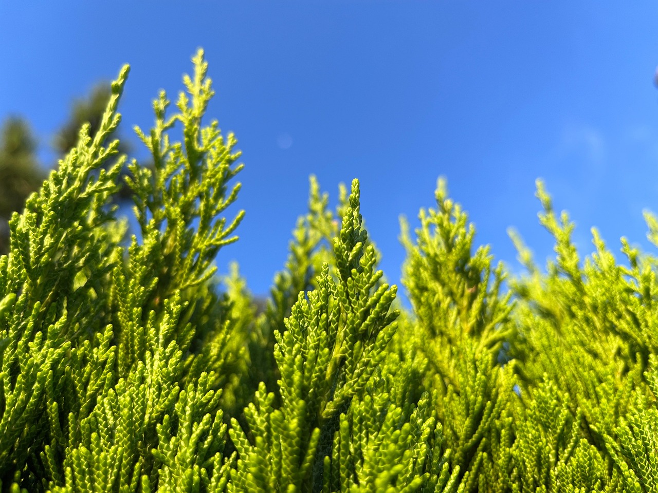 Pine Leaves Plant Green - Free photo on Pixabay - Pixabay