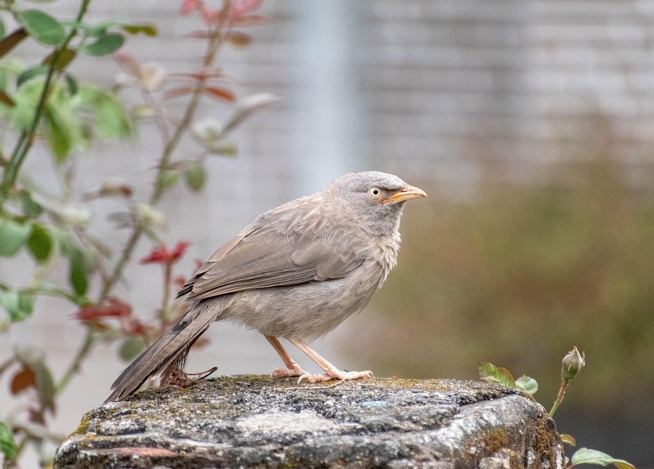 Bird Nature Orange-Billed Babbler - Free photo on Pixabay