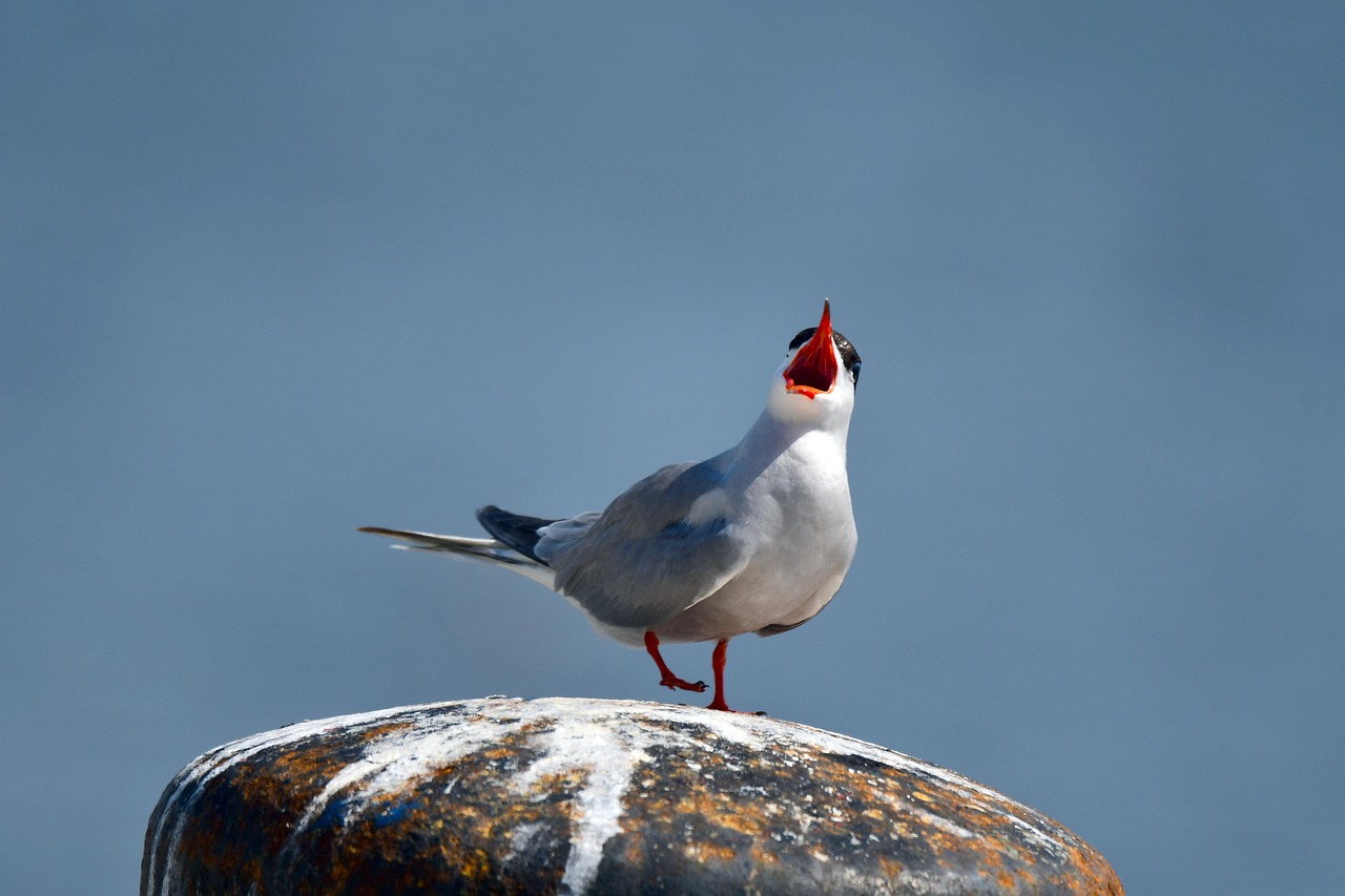 Bird Tern Common - Free photo on Pixabay