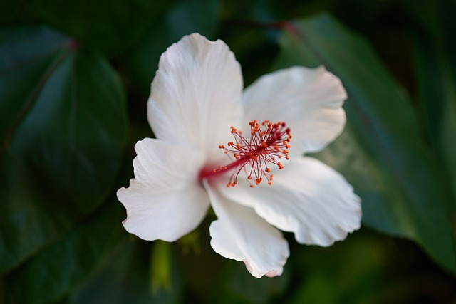 Flower Hibiscus Bloom - Free photo on Pixabay
