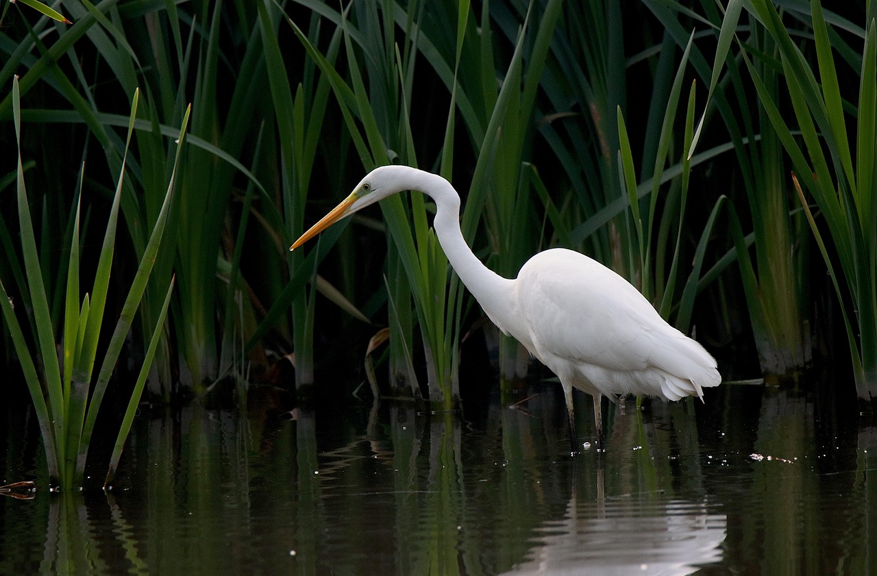Bird Egret Feathers - Free photo on Pixabay
