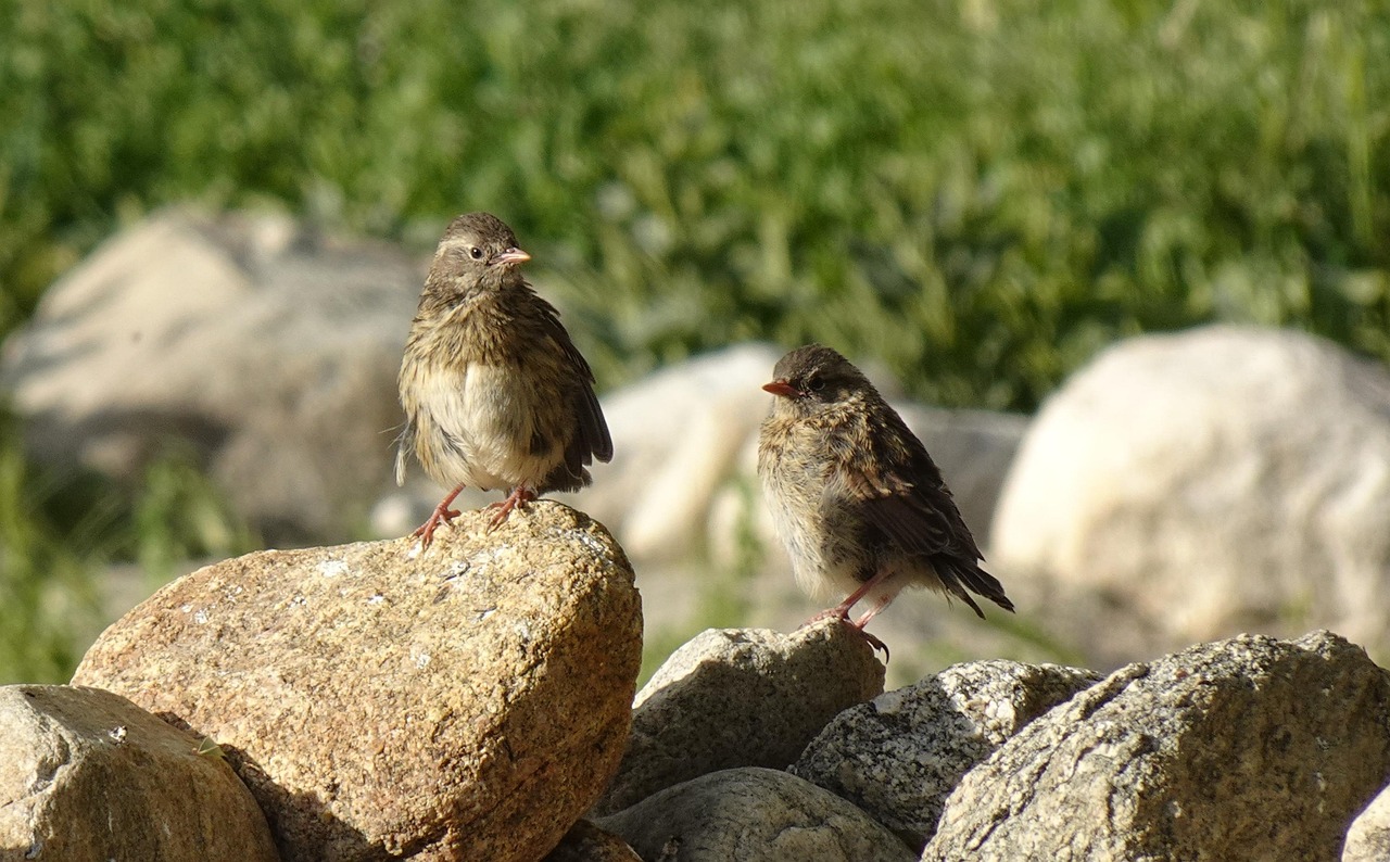 Robin Accentor Bird Prunella - Free photo on Pixabay - Pixabay