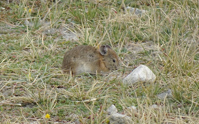 Ladakh Pika Animal Wildlife - Free photo on Pixabay