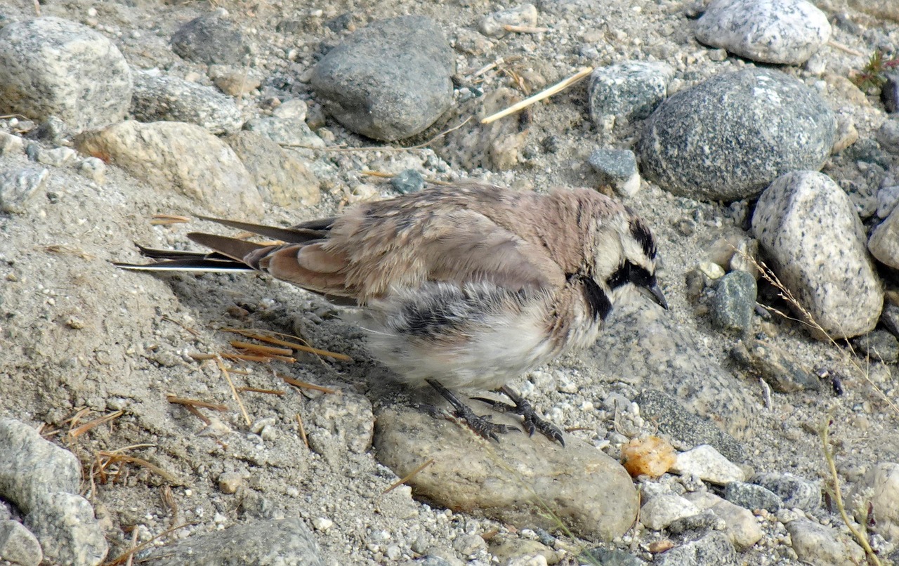 Horned Lark Shore Eremophila - Free photo on Pixabay