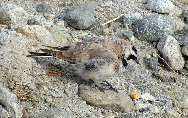 Horned Lark Shore Eremophila - Free photo on Pixabay