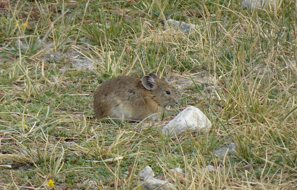 Ladakh Pika Animal Wildlife - Free photo on Pixabay