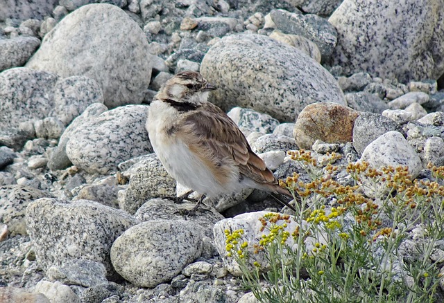 Horned Lark Shore Eremophila - Free photo on Pixabay