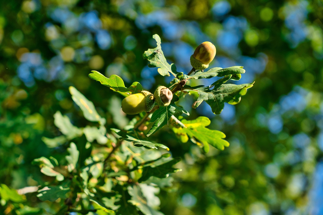 Bellota Otoño Naturaleza - Foto gratis en Pixabay - Pixabay
