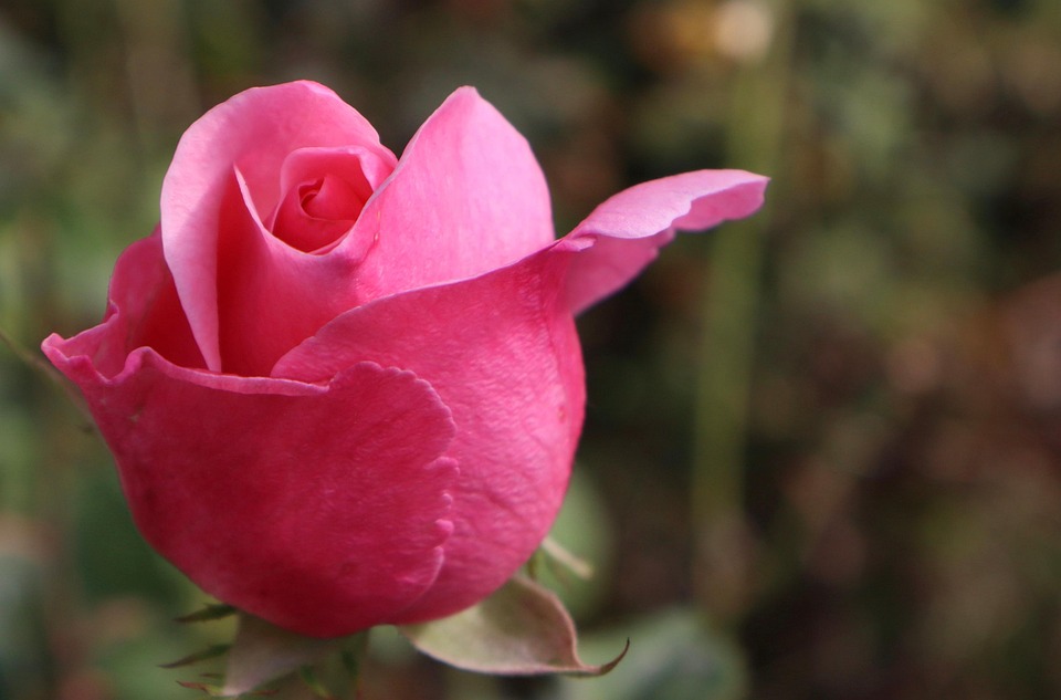 Rose Pink Leafs - Free photo on Pixabay - Pixabay
