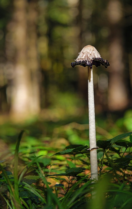Mushroom Tintling Schopftintling - Free photo on Pixabay