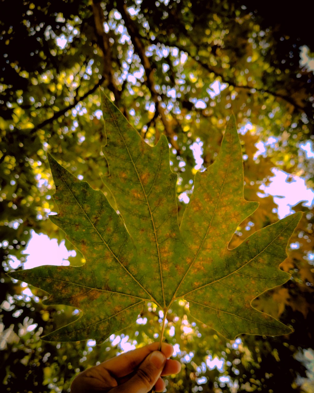 Old World Sycamore Leaf Nature - Free photo on Pixabay - Pixabay