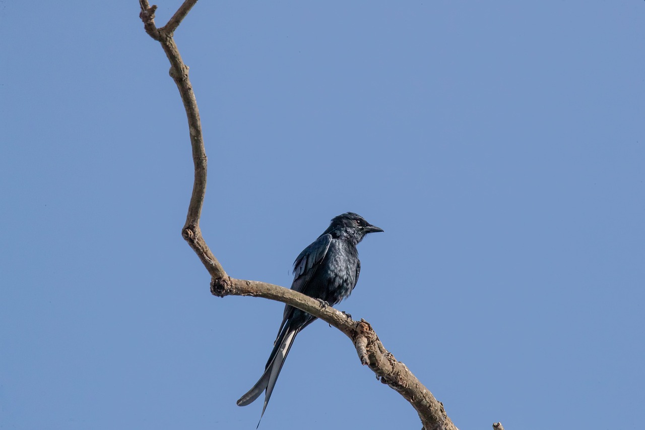 Bird Drongo Branch - Free photo on Pixabay