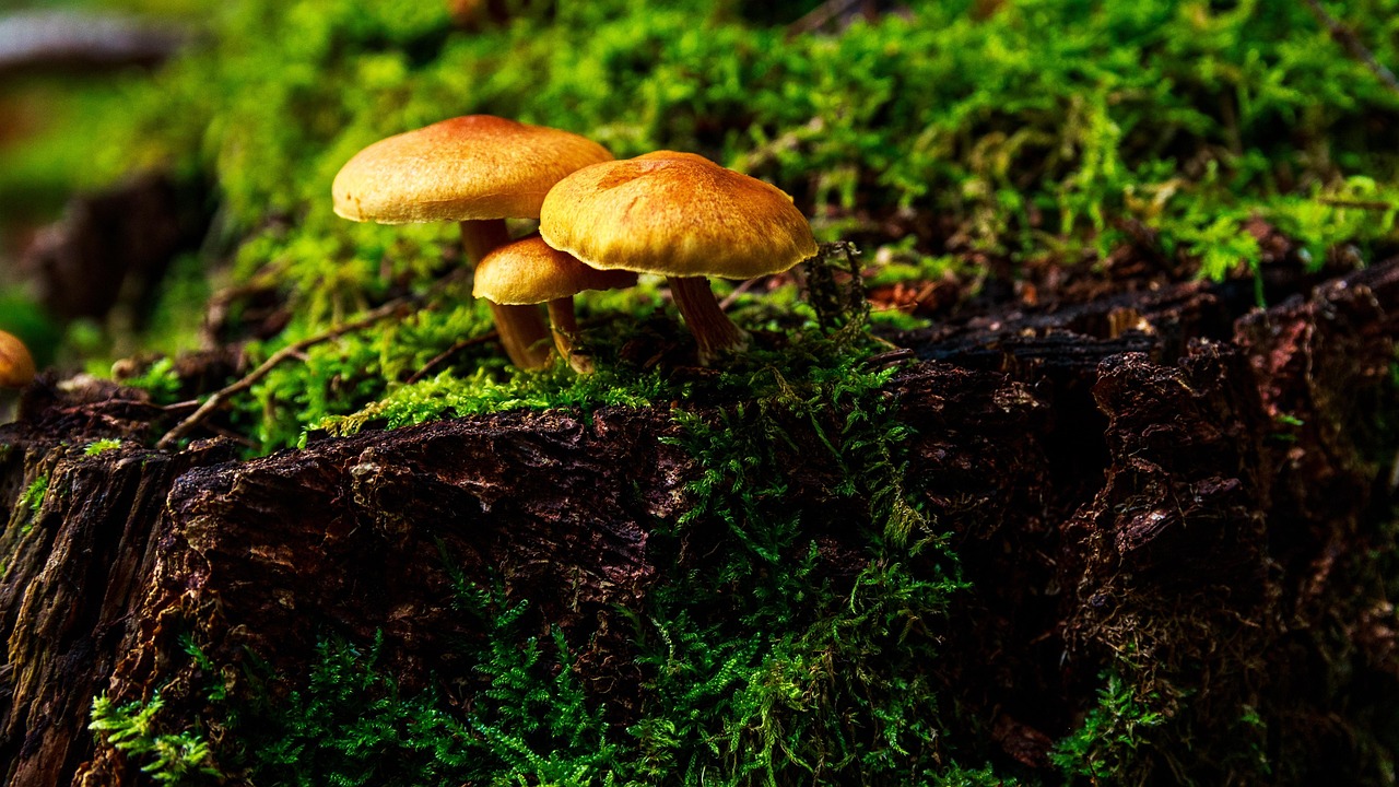 Free Mushroom Desktop Wallpaper Mushroom Wallpapers | Download 327