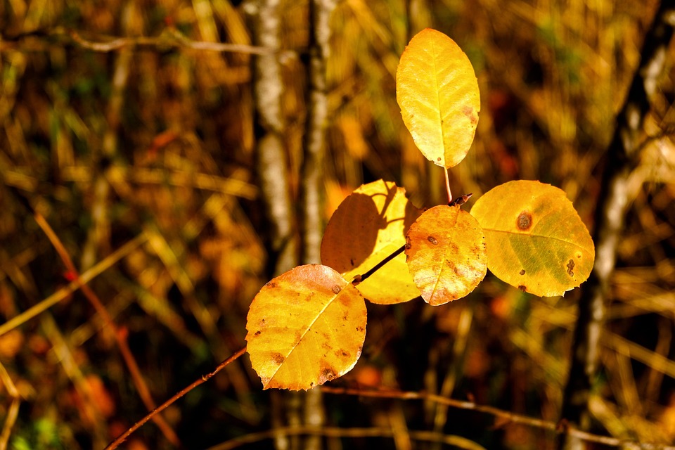 Branche Feuilles Automne - Photo gratuite sur Pixabay