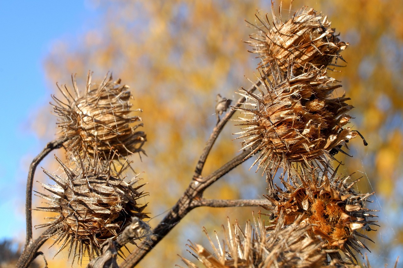 200+ Free Burdock & Nature Images - Pixabay