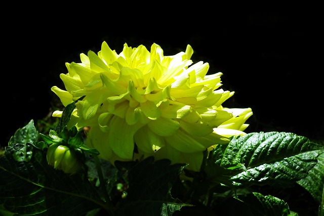 Dahlia Bunga-Bunga Kebun Musim - Foto gratis di Pixabay - Pixabay