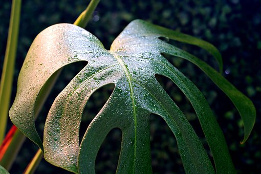 60+ Free Monstera Leaf & Monstera Photos - Pixabay