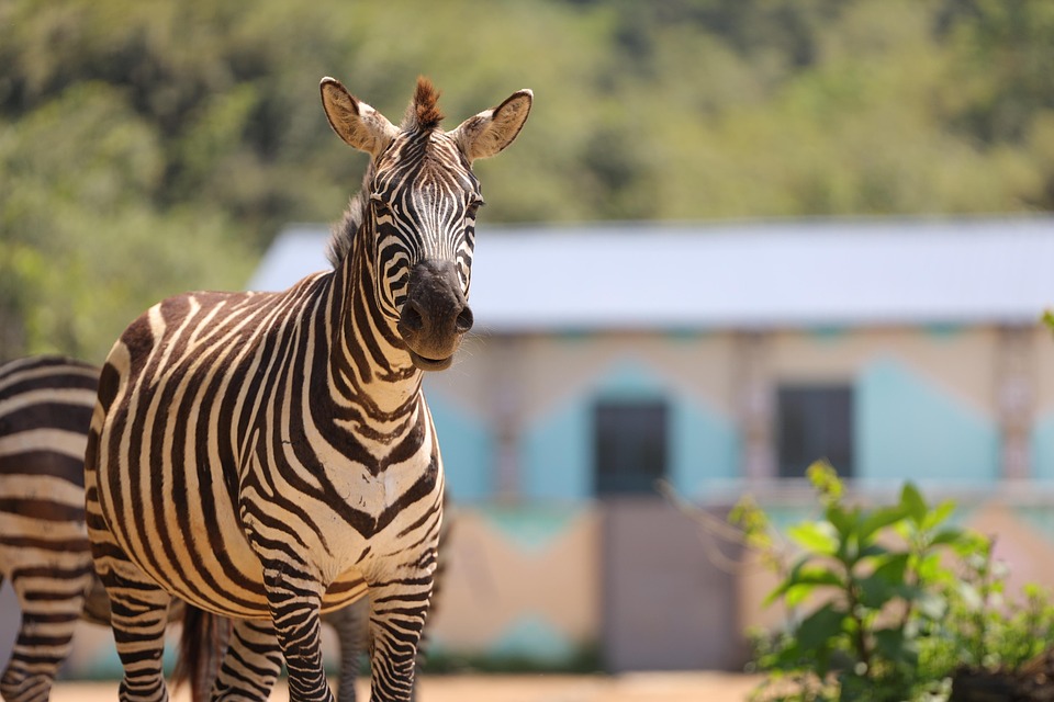 Hangzhou Wildlife Park Zebra - Free photo on Pixabay - Pixabay