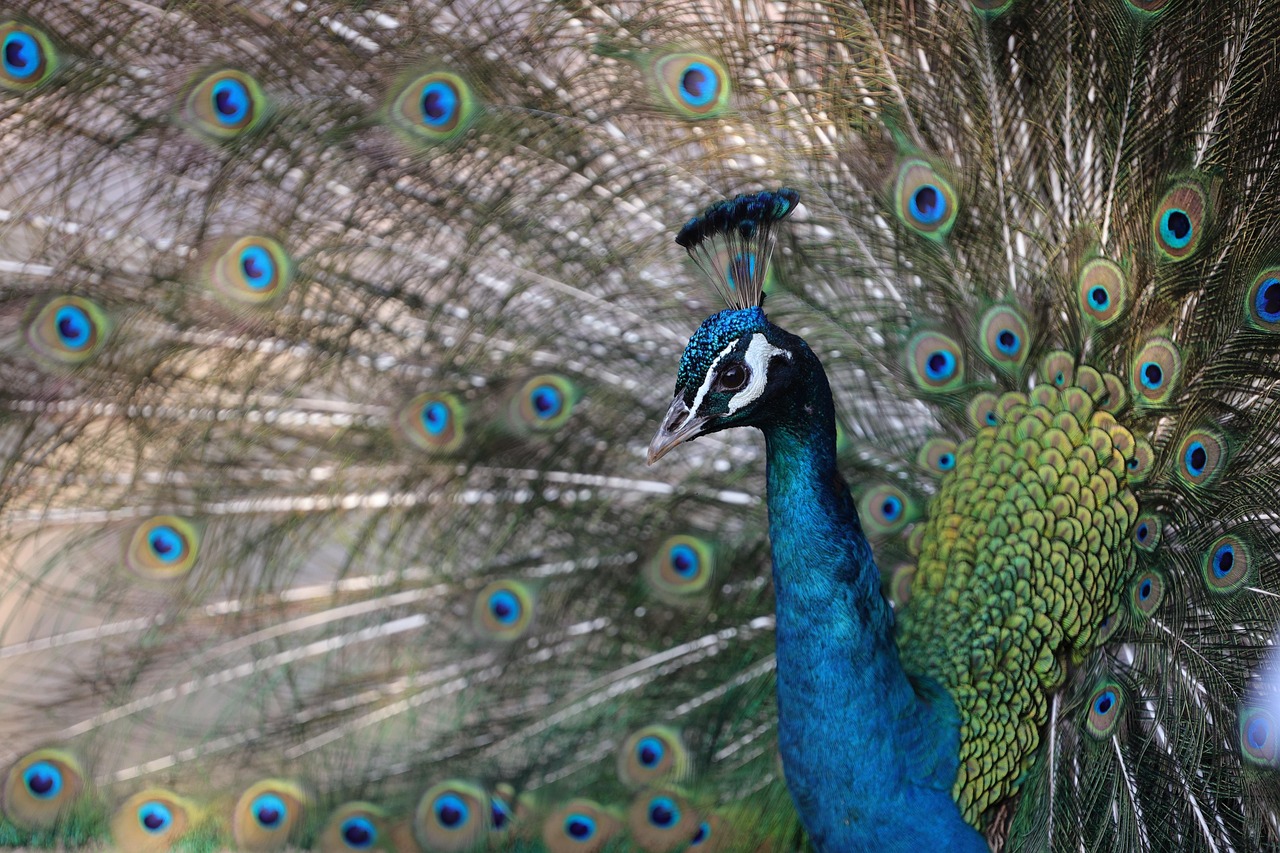Hangzhou Wildlife Park - Free photo on Pixabay - Pixabay