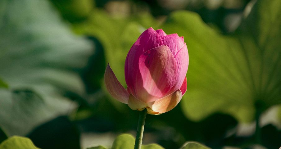 8,000+ Free Lotus Flower & Lotus Photos - Pixabay