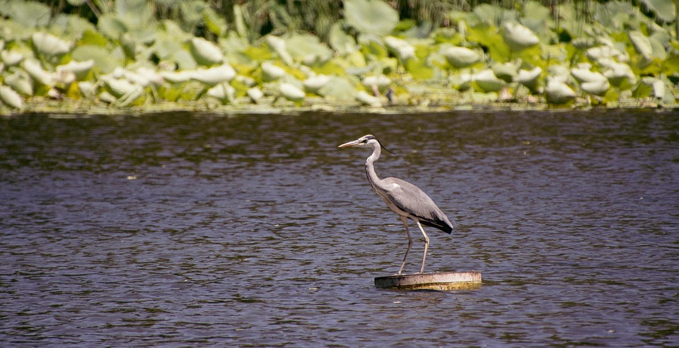 Bird Grey Heron Lake Water - Free photo on Pixabay - Pixabay