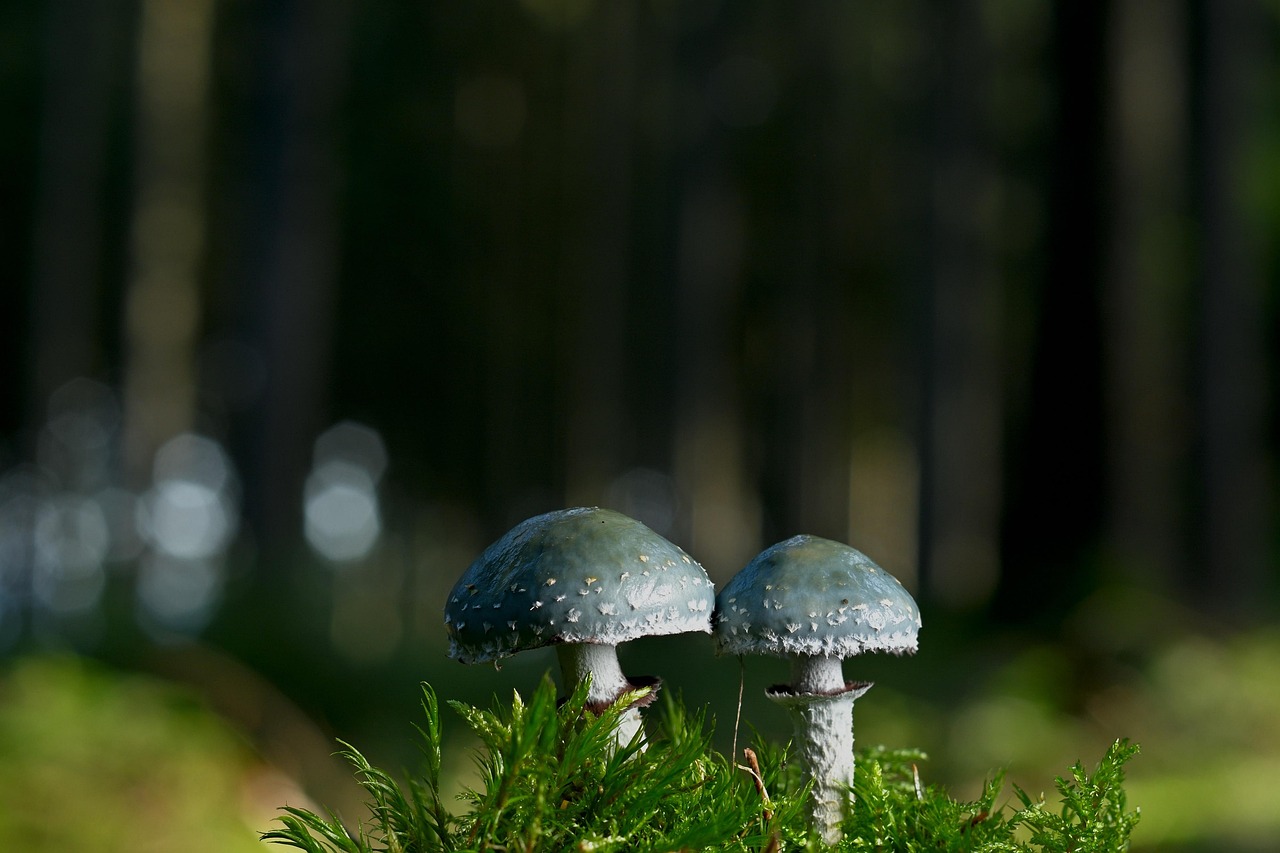 Mushrooms Verdigris Rascal Moss - Free photo on Pixabay