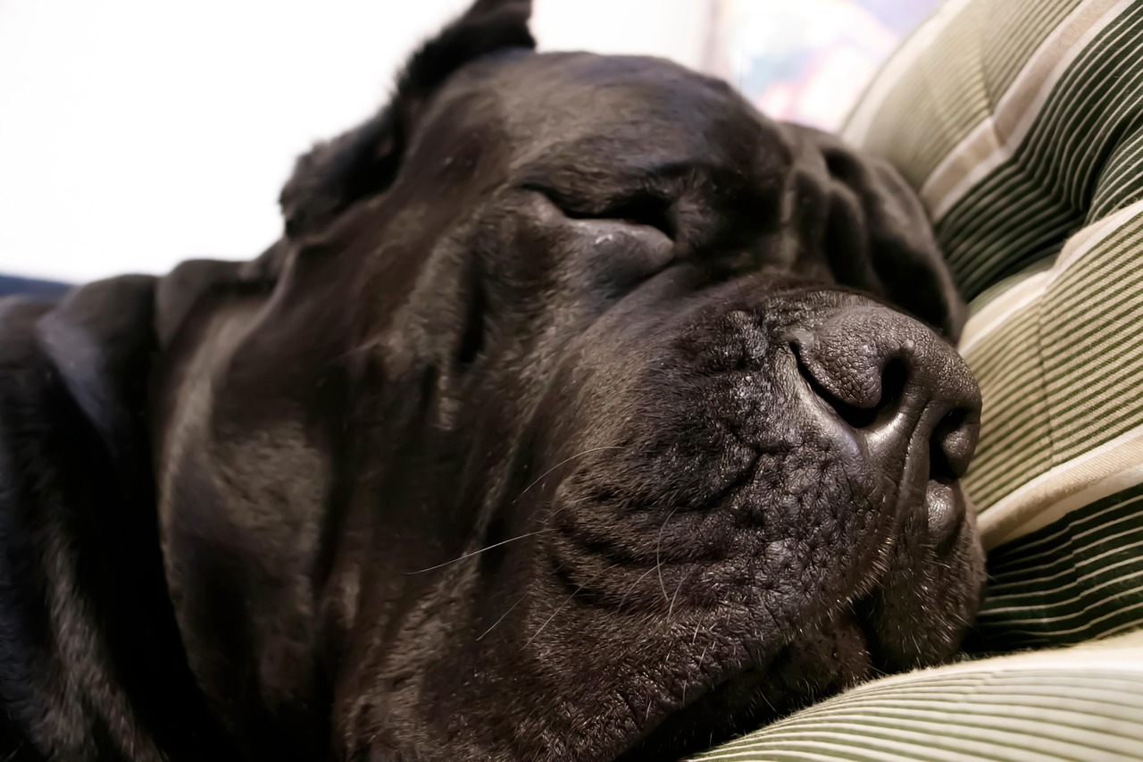Cane Corso Moloss Animal - Photo gratuite sur Pixabay - Pixabay