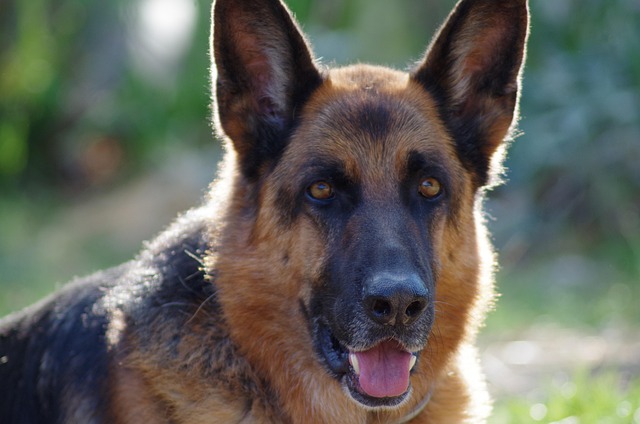 Berger Allemand Chien Animal De - Photo gratuite sur Pixabay - Pixabay